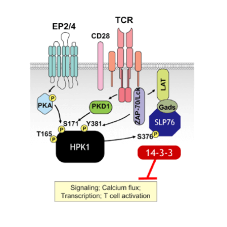 Pipeline - Ichnos Glenmark Innovation